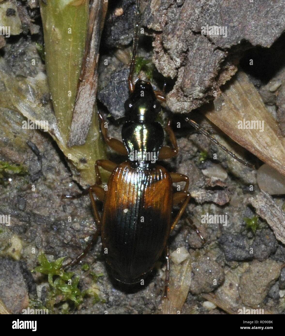 Anchomenus hi-res stock photography and images - Alamy