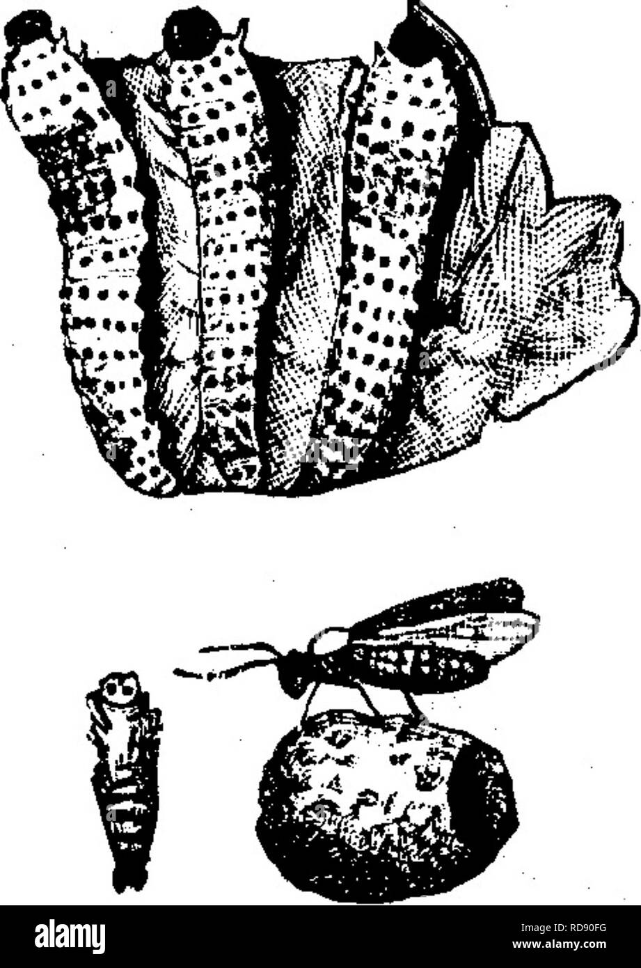 Four Winged Insect Black and White Stock Photos & Images - Alamy