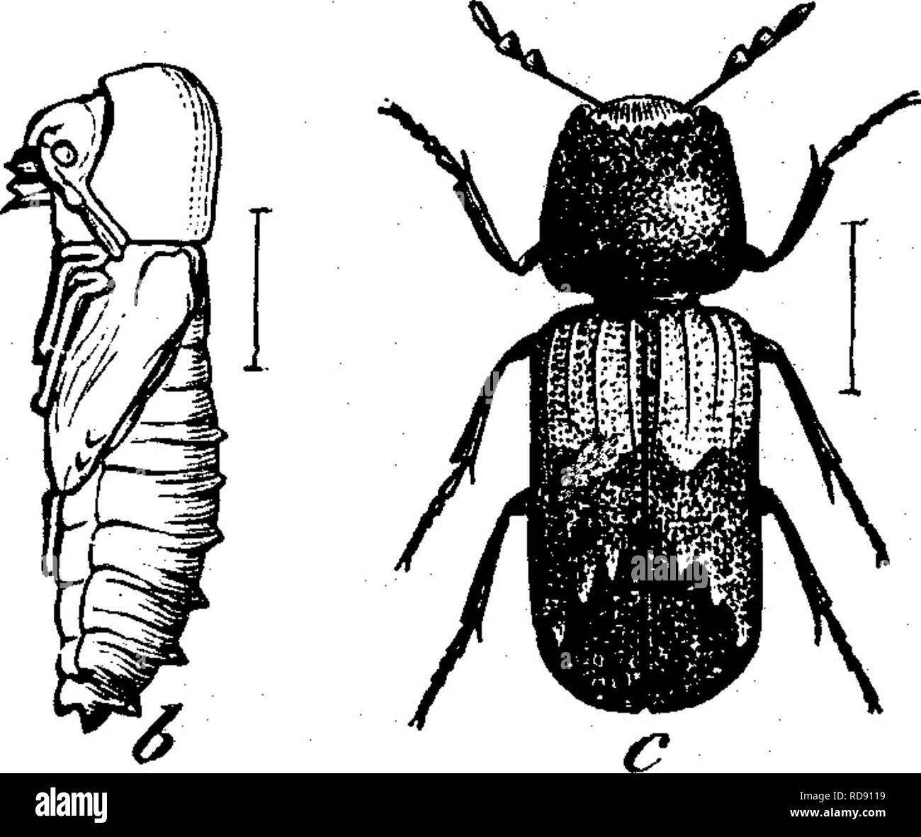 Long armed beetle Black and White Stock Photos & Images - Alamy