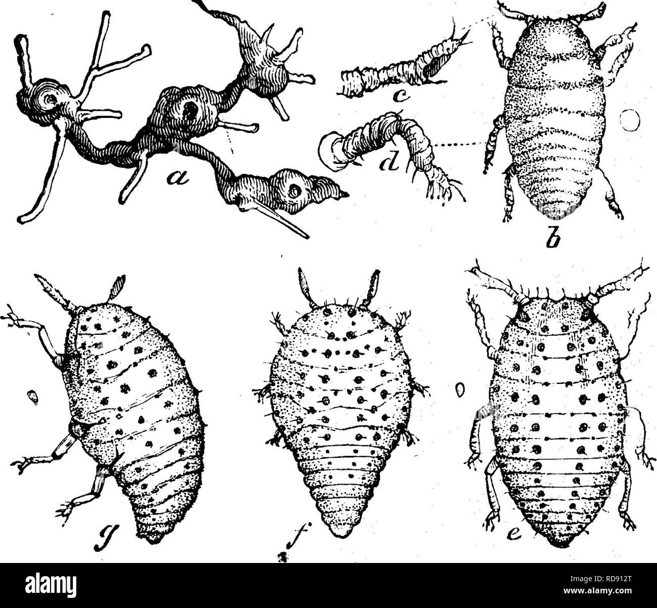 Wingless pupa Cut Out Stock Images & Pictures - Alamy