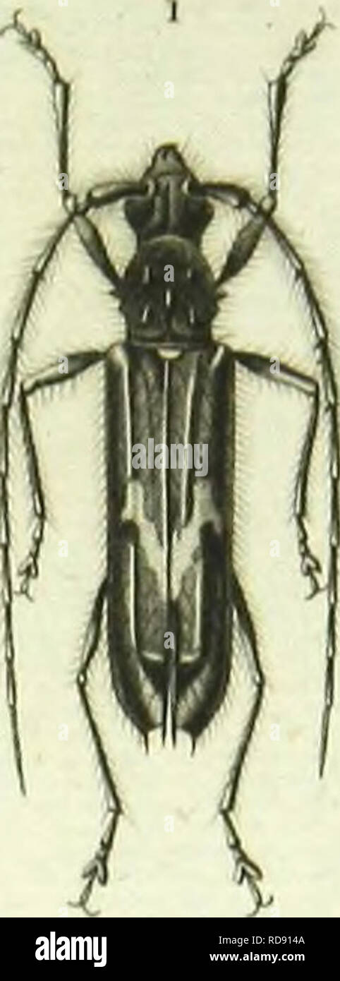 . Histoire naturelle des insectes : genera des coleopteres, ou expose ...