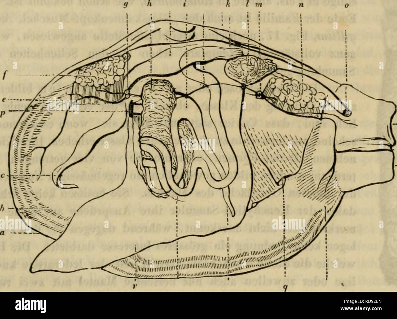 Mund anatomie hi-res stock photography and images - Alamy