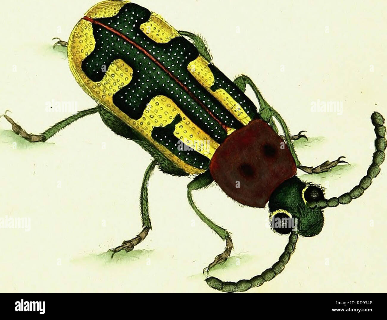 . The natural history of British insects; explaining them in their ...