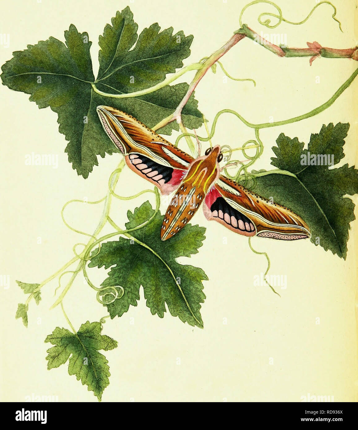 . The natural history of British insects; explaining them in their ...