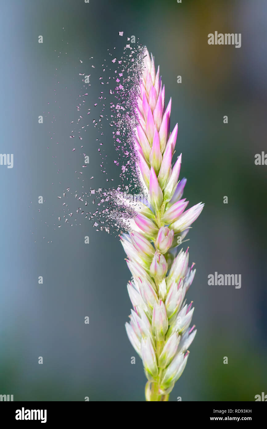 Shattered flower hi-res stock photography and images - Alamy