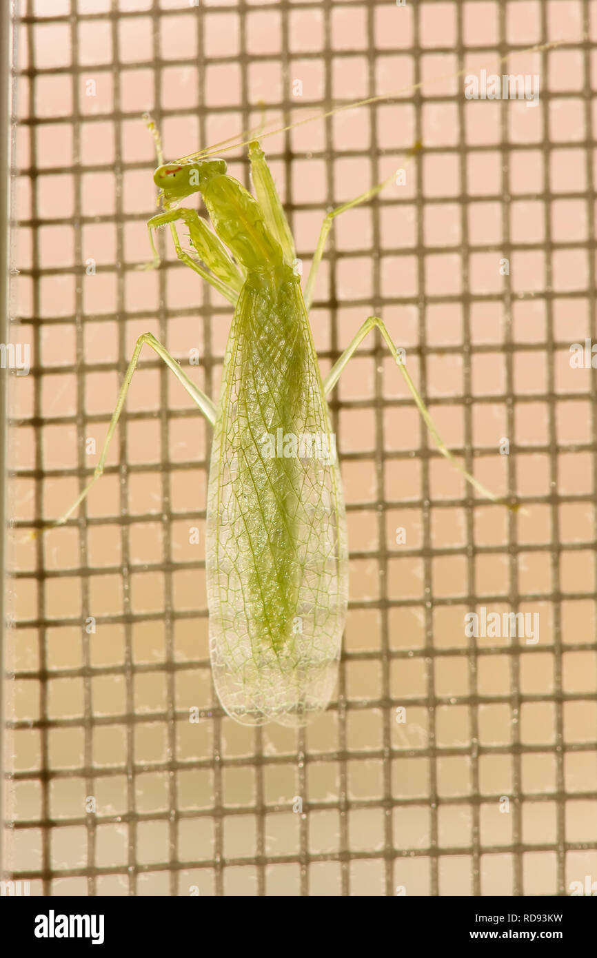 The grasshopper green on the steel mesh Stock Photo - Alamy