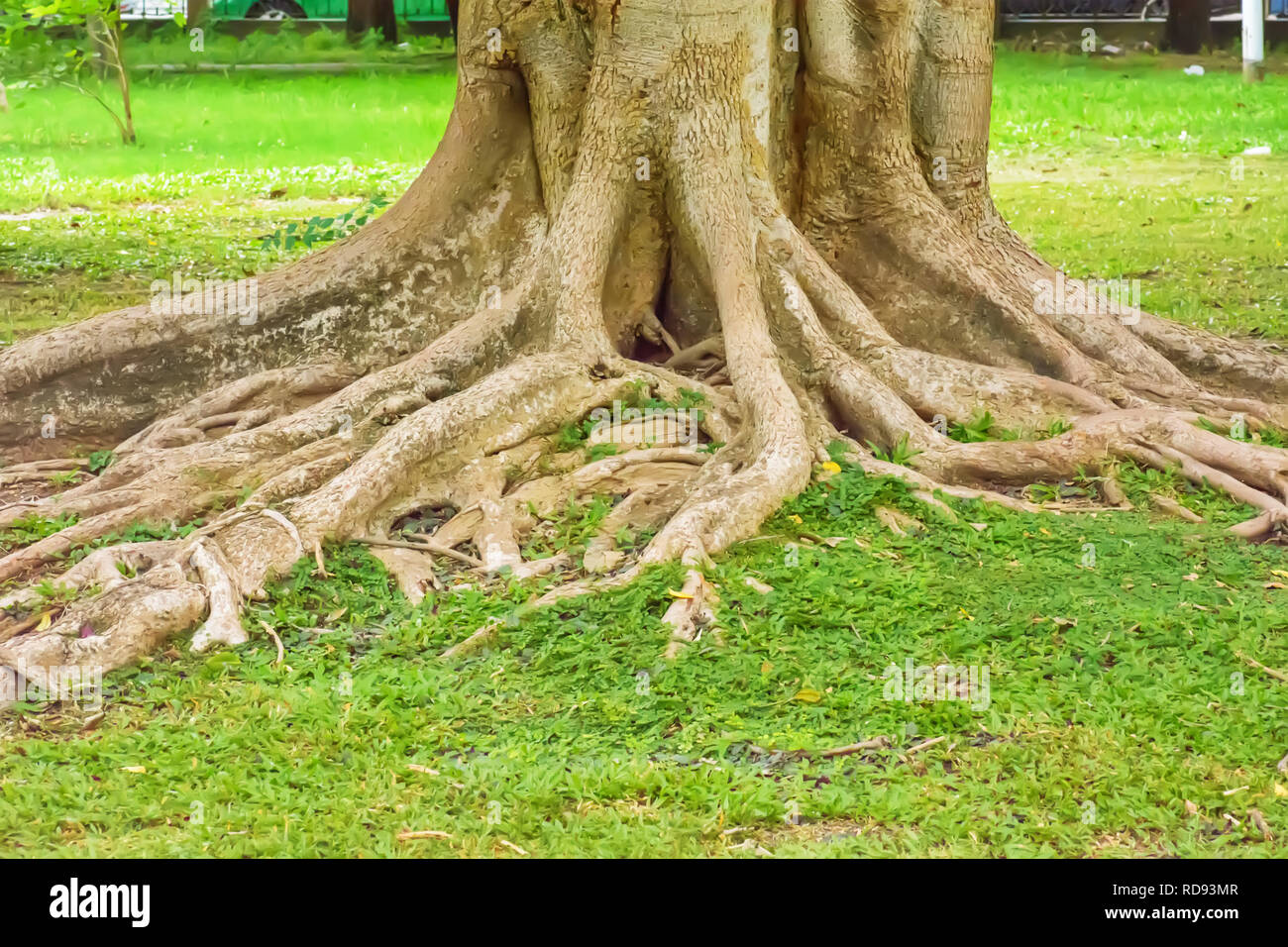Branching roots hi-res stock photography and images - Alamy