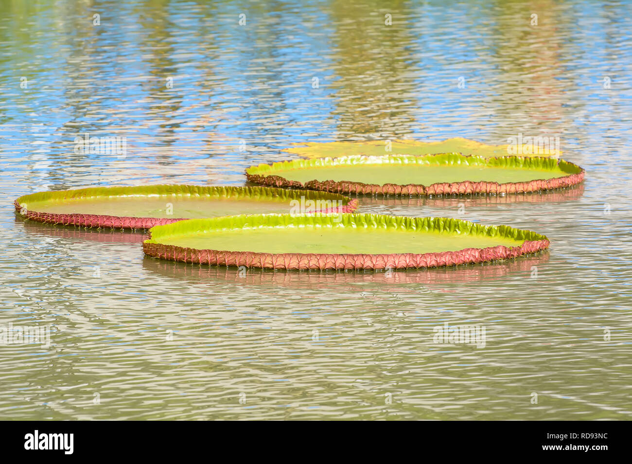 Victoria is a genus of water-lilies, Victoria amazonica has a leaf that ...