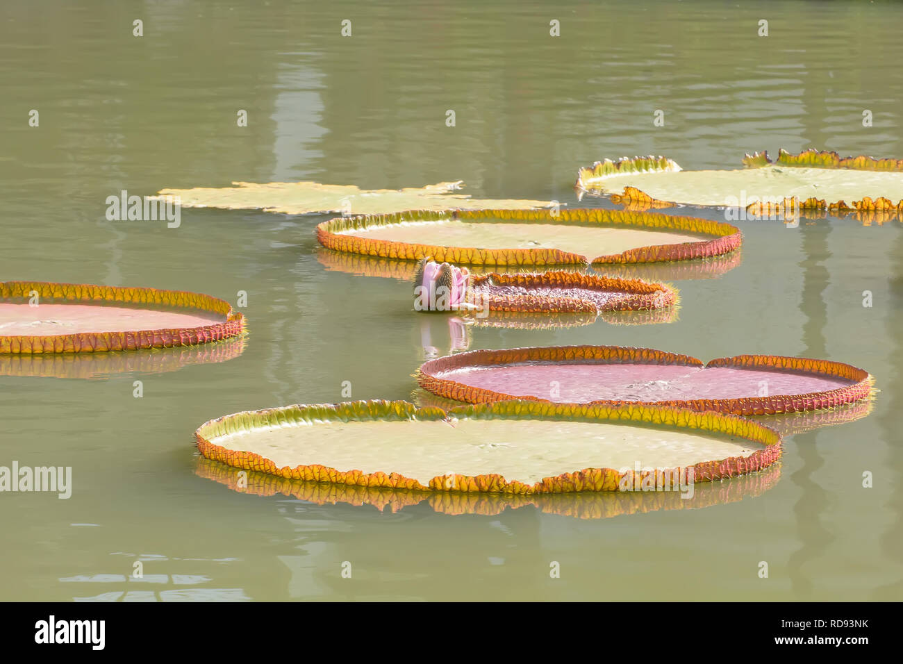 Victoria is a genus of water-lilies, Victoria amazonica has a leaf that ...
