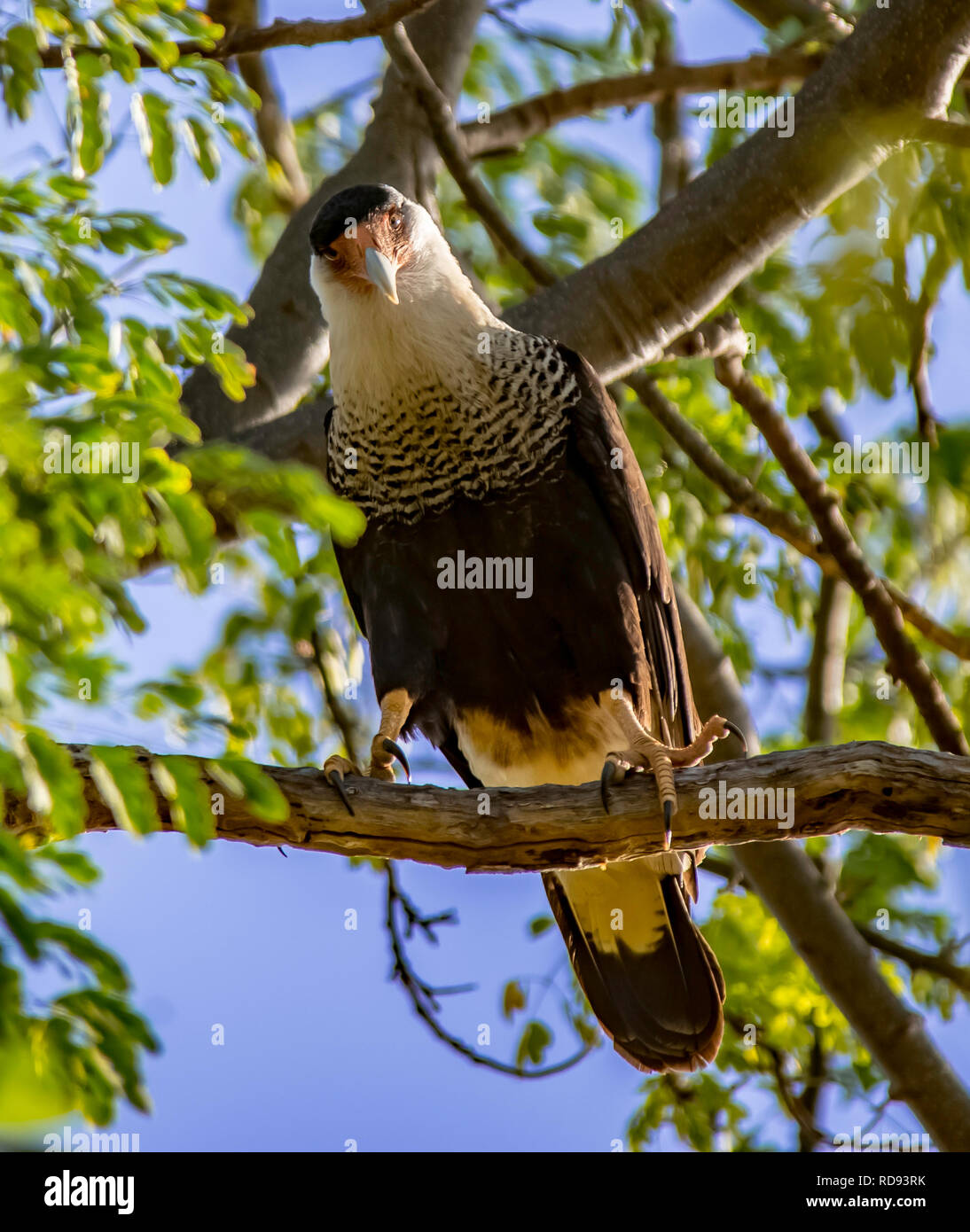 Curious bird looking at the camera Stock Photo - Alamy