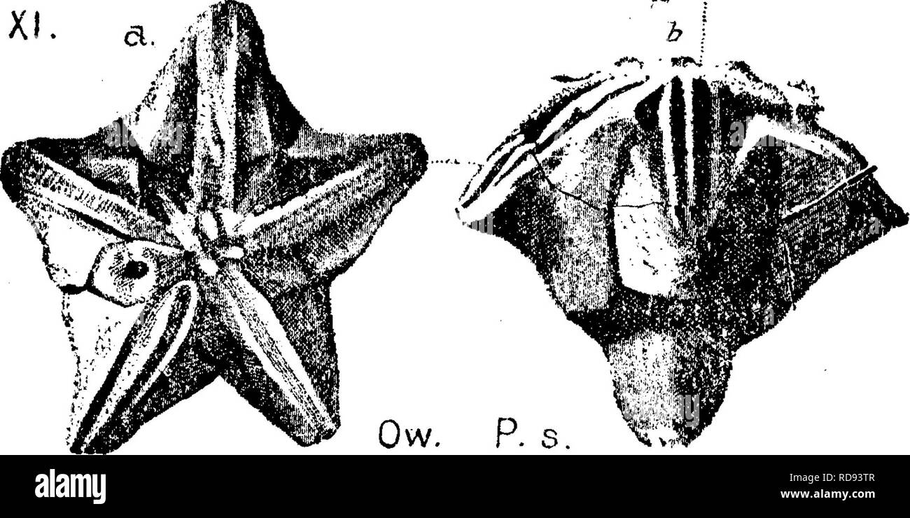 Pentremites hi-res stock photography and images - Alamy
