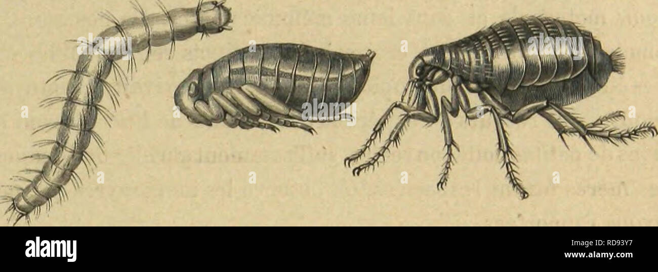 Puces insectes puces insectes hi-res stock photography and images - Alamy