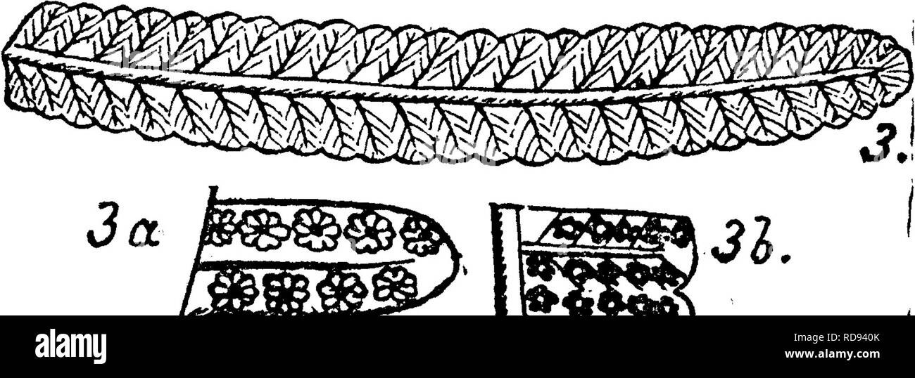 Pecopteris truncata hi-res stock photography and images - Alamy