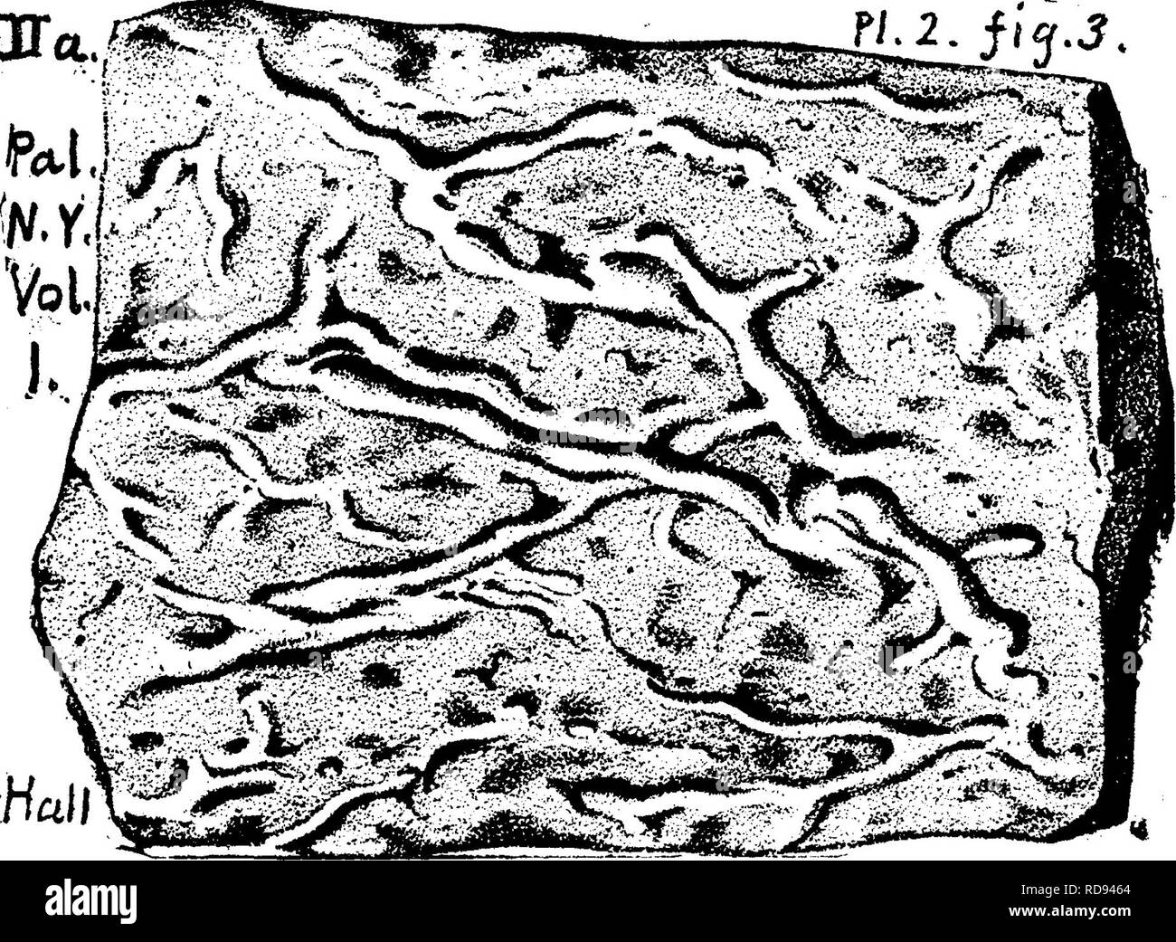 Cyathophyllum hi-res stock photography and images - Alamy