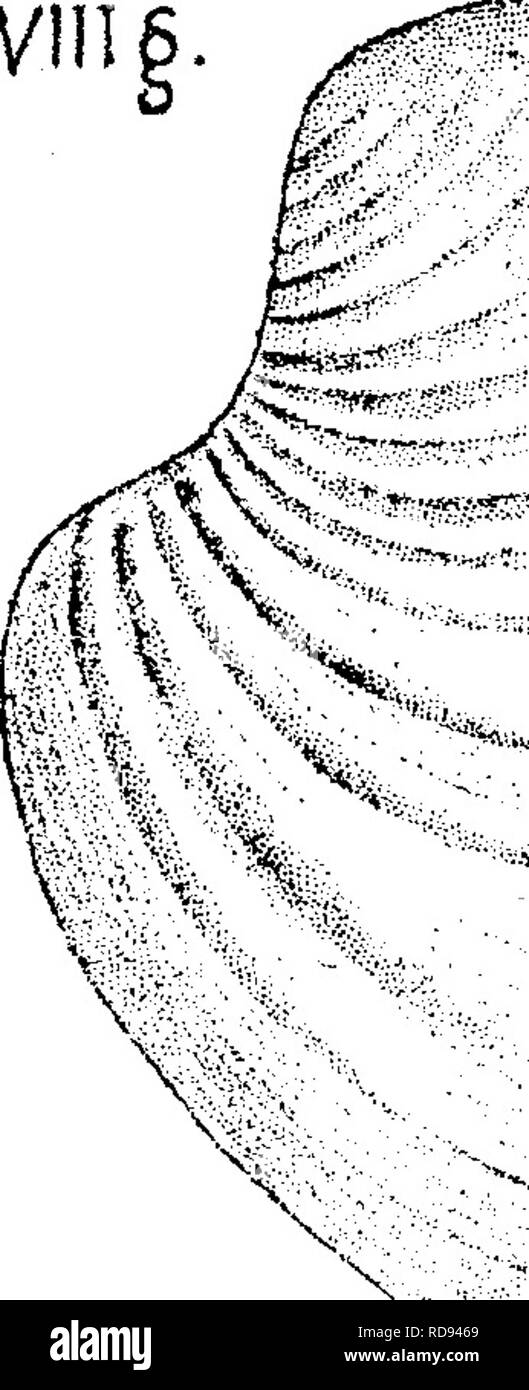 Grallator hi-res stock photography and images - Alamy