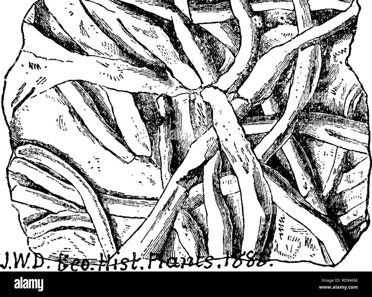 Palaeophonus hi-res stock photography and images - Alamy