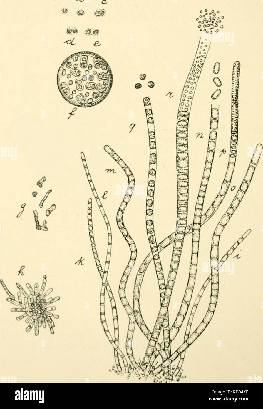 Gallionella ferruginea hi-res stock photography and images - Alamy
