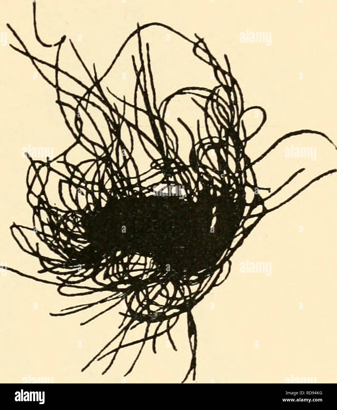 Leptothrix ochracea hi-res stock photography and images - Alamy