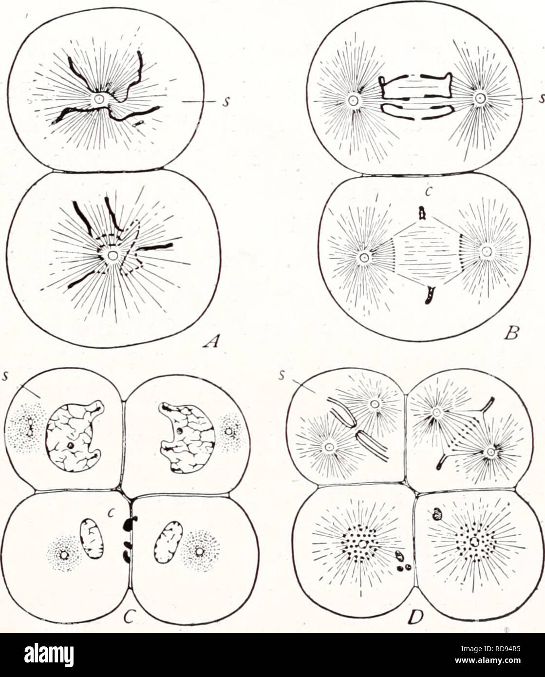 Vierteilung hi-res stock photography and images - Alamy