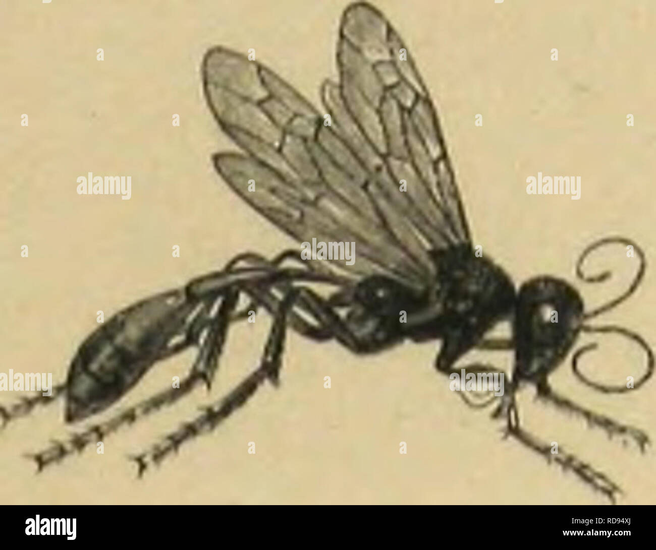 Larves de sable hi-res stock photography and images - Alamy