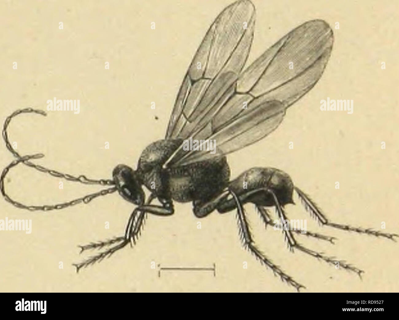 Plus gros insectes hi-res stock photography and images - Alamy