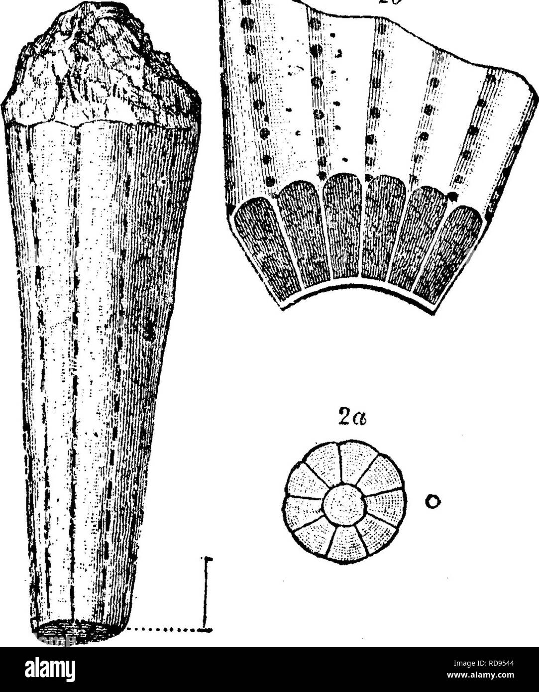 Cross section to show fossils hi-res stock photography and images - Alamy