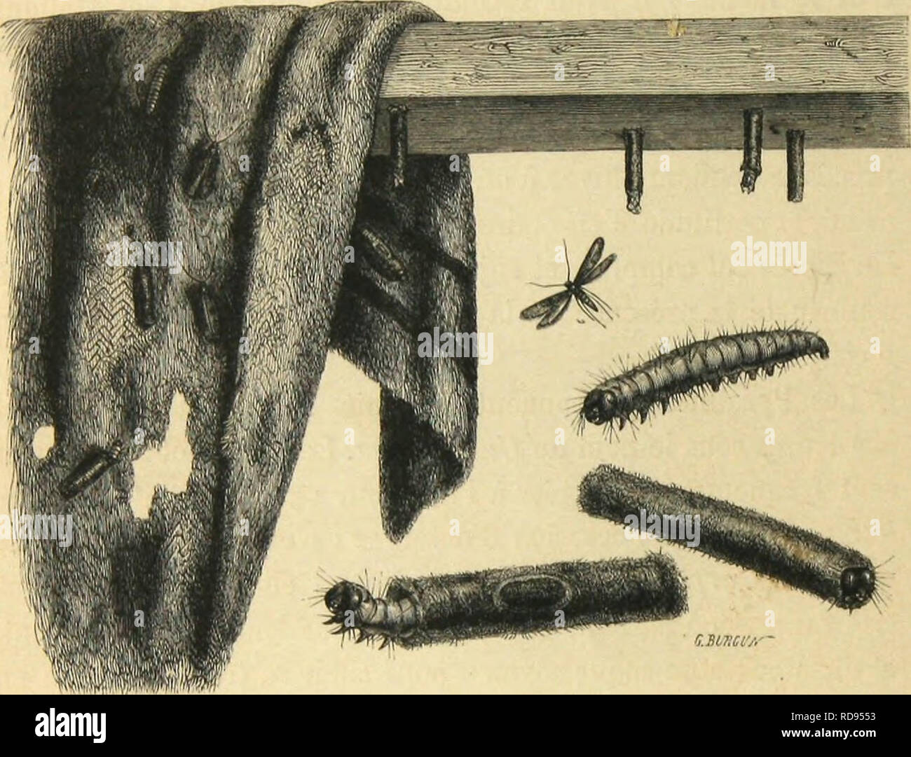 Petits insectes hi-res stock photography and images - Alamy