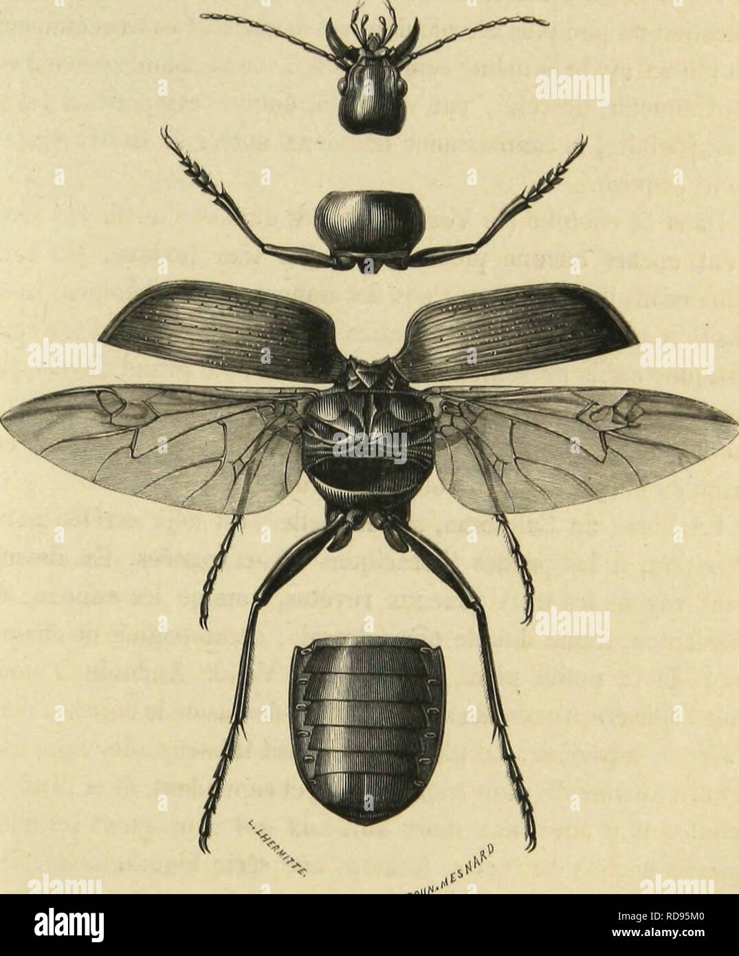 Calosome hi-res stock photography and images - Alamy