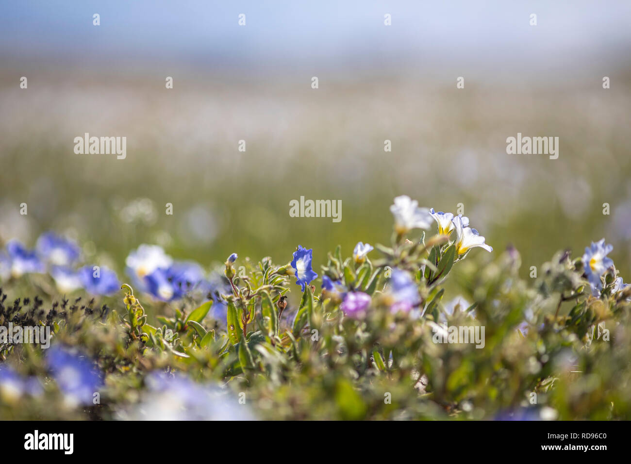 Flowers blooming at Atacama Desert during springtime, from time to time ...