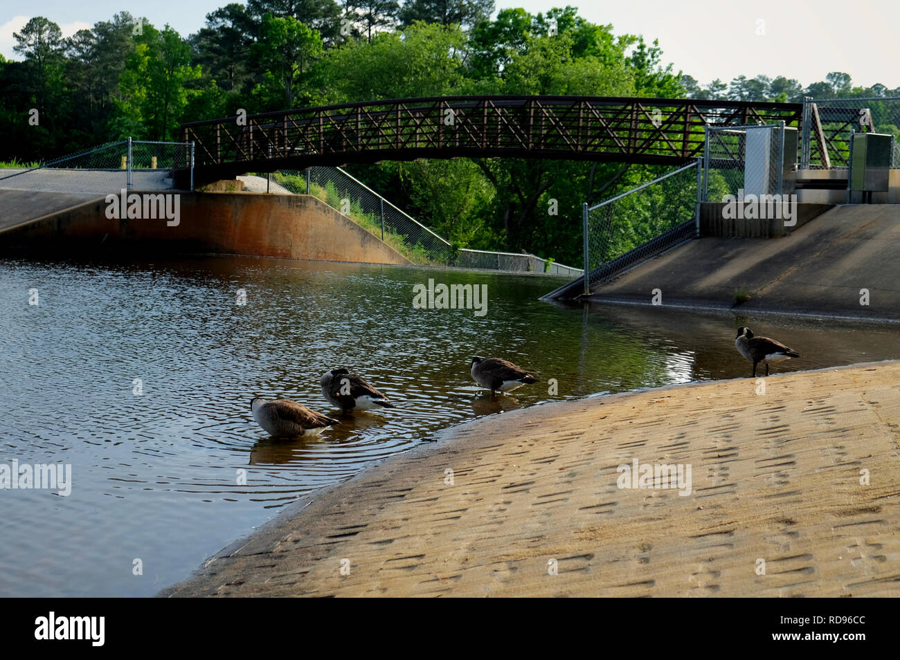 Canada geese bathing by the dam and footbridge at Lake Johnson Park in ...