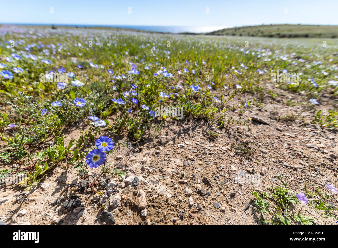 Flowers blooming at Atacama Desert during springtime, from time to time ...