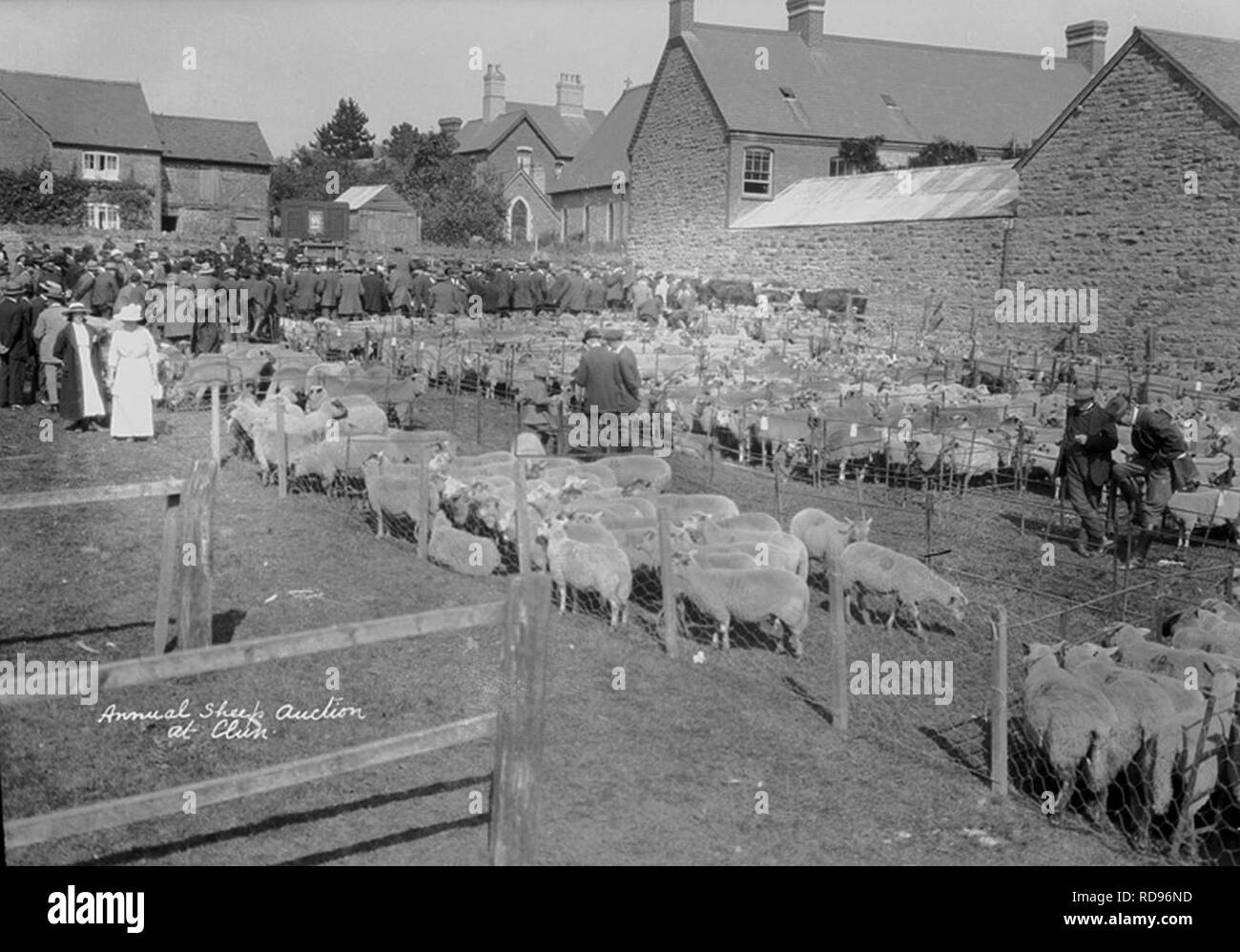 Annual sheep auction at Clun (3468631762 Stock Photo - Alamy