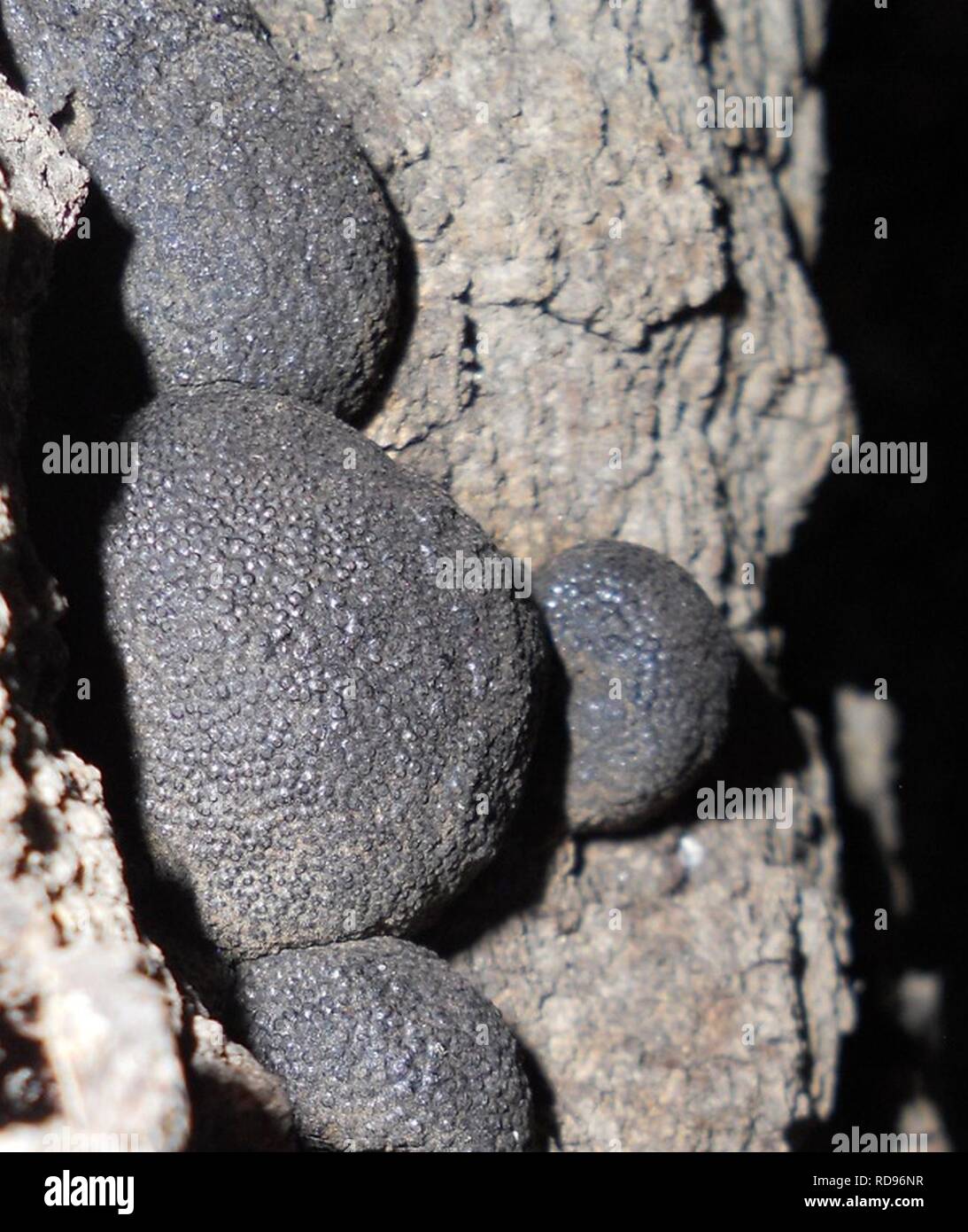 Annulohypoxylon thouarsianum hi-res stock photography and images - Alamy