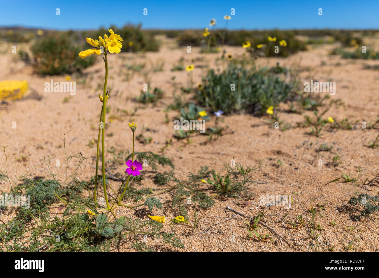 Flowers blooming at Atacama Desert during springtime, from time to time ...