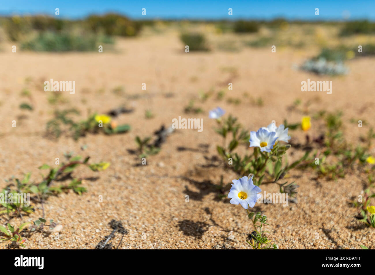 Flowers blooming at Atacama Desert during springtime, from time to time ...