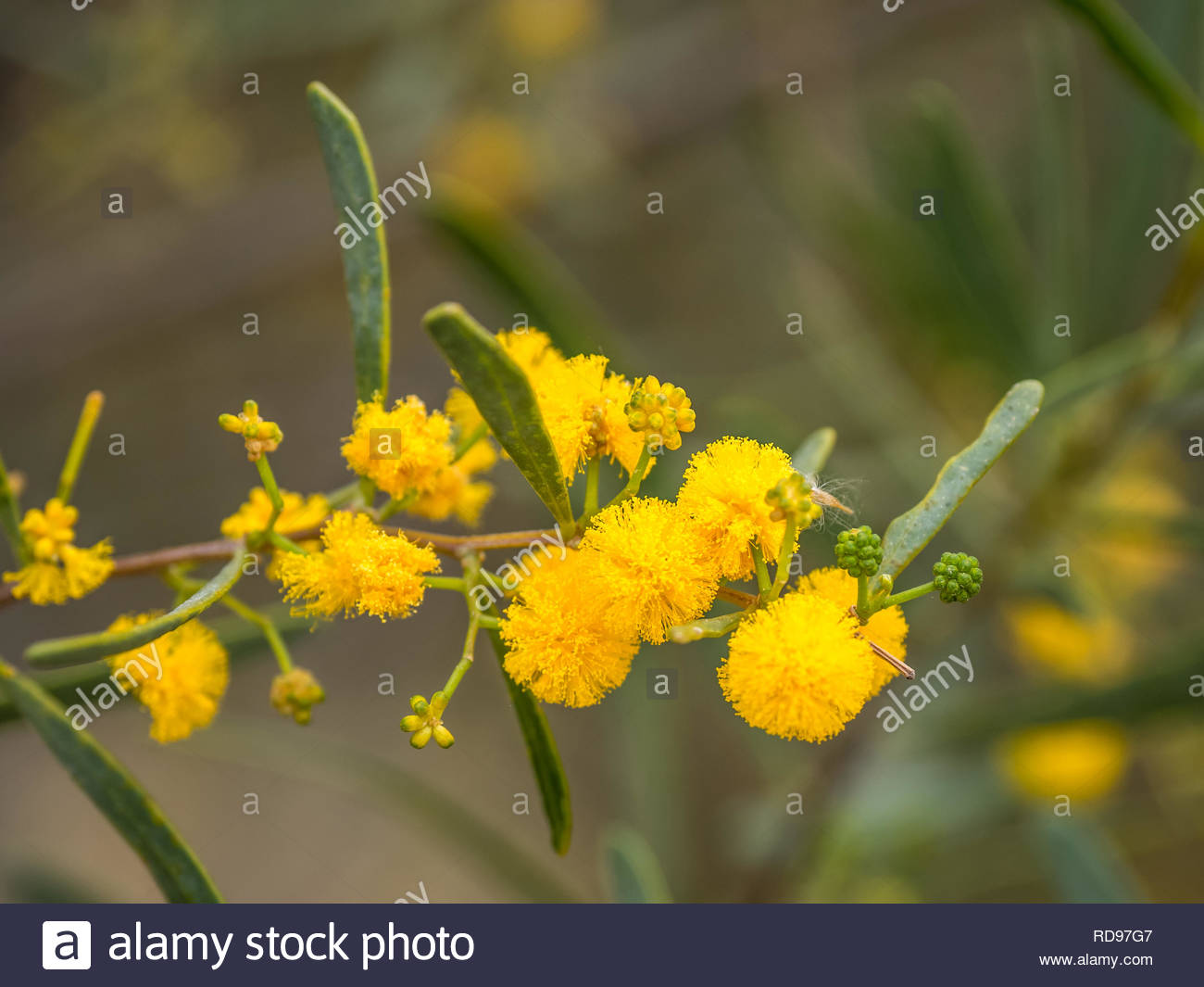 Wattle Branch Stock Photos & Wattle Branch Stock Images - Alamy