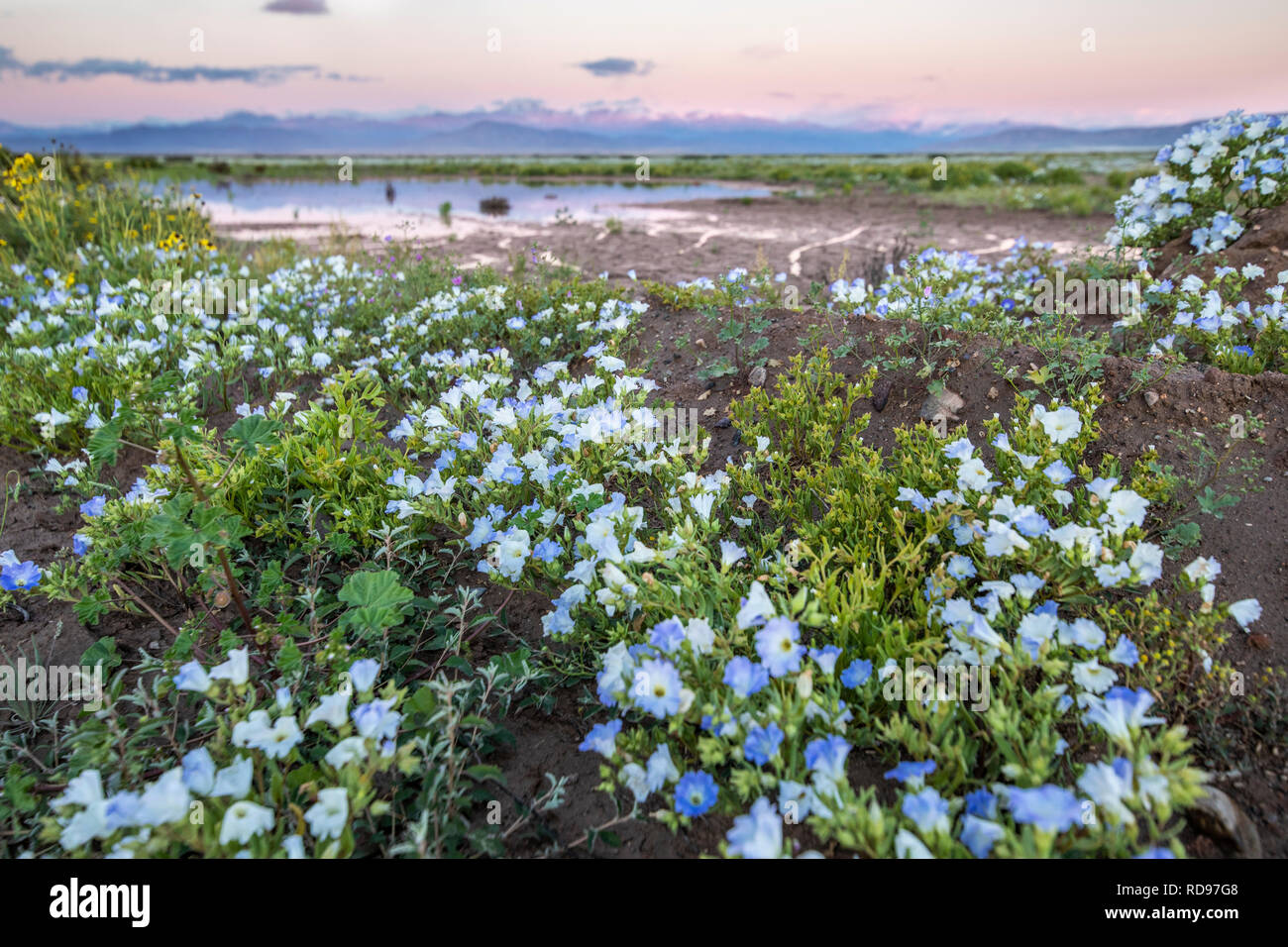 Flowers blooming at Atacama Desert during springtime, from time to time ...