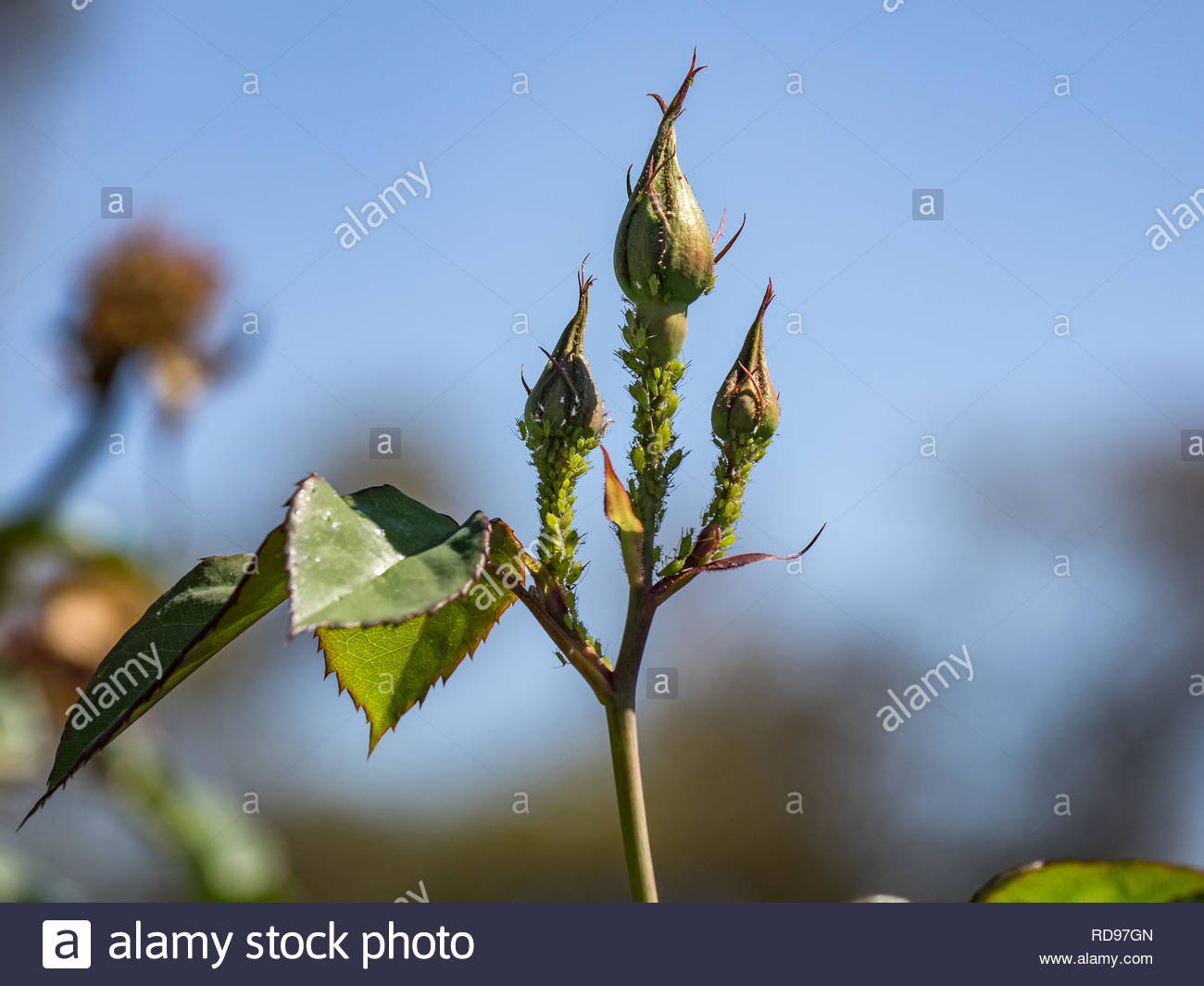 Rose Aphids Stock Photos & Rose Aphids Stock Images - Alamy