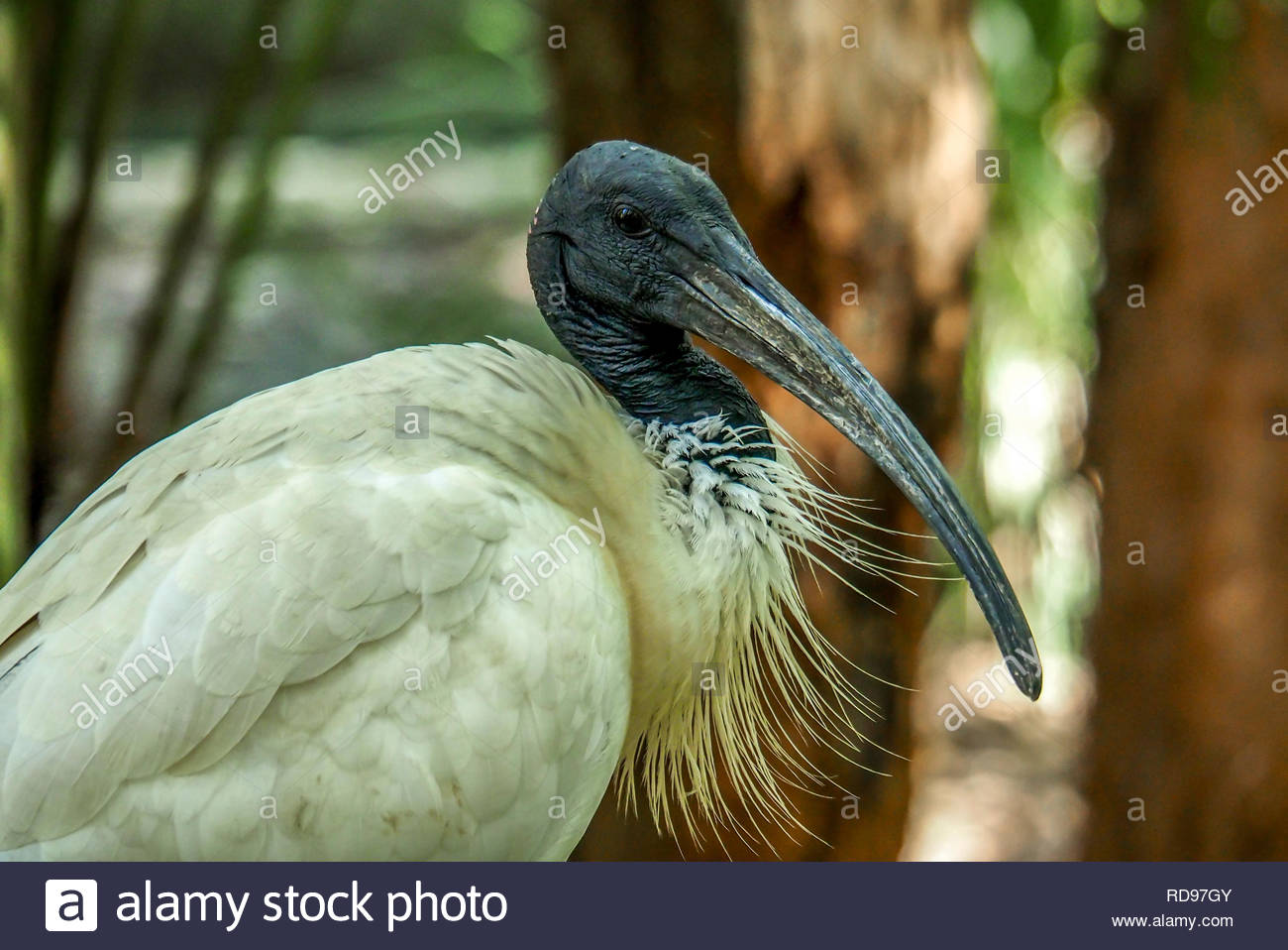 Australian Chicken High Resolution Stock Photography and Images - Alamy