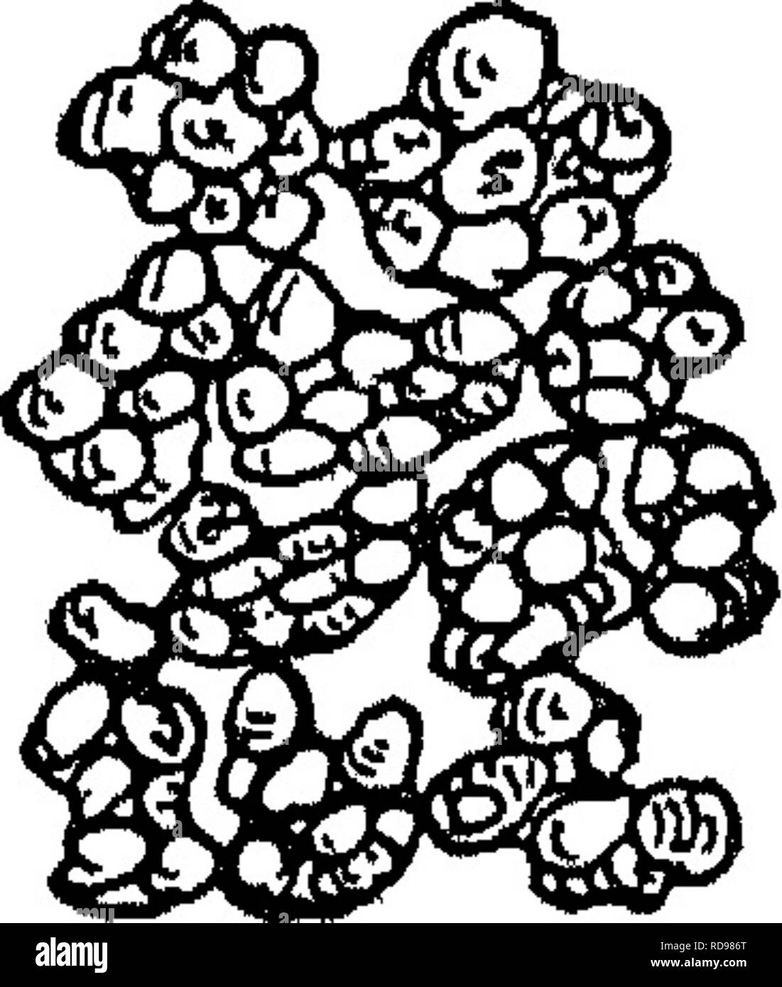 Soil organisms Black and White Stock Photos & Images - Alamy