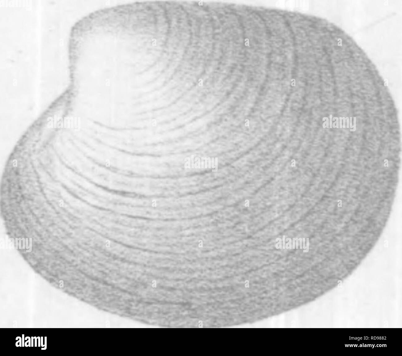 . Brachiopoda and Lamellibranchiata of the Raritan clays and greensand ...