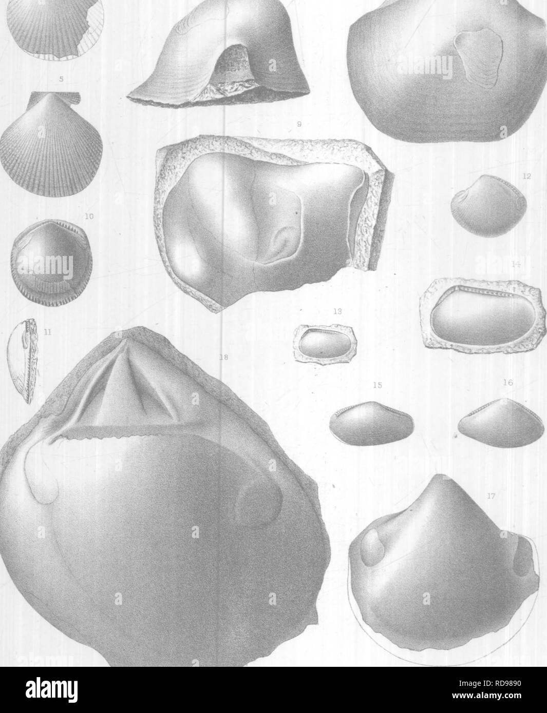 . Brachiopoda and Lamellibranchiata of the Raritan clays and greensand ...