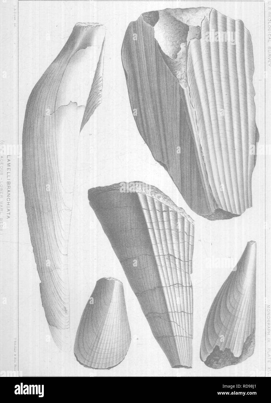 . Brachiopoda and Lamellibranchiata of the Raritan clays and greensand ...