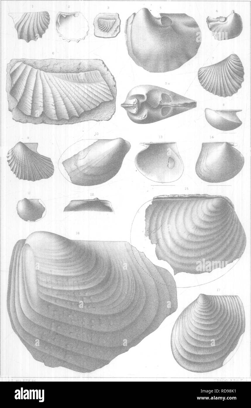 . Brachiopoda and Lamellibranchiata of the Raritan clays and greensand ...