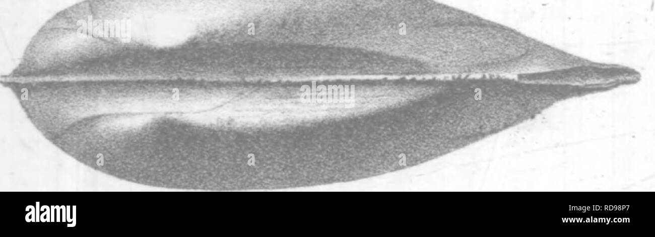 . Brachiopoda and Lamellibranchiata of the Raritan clays and greensand ...