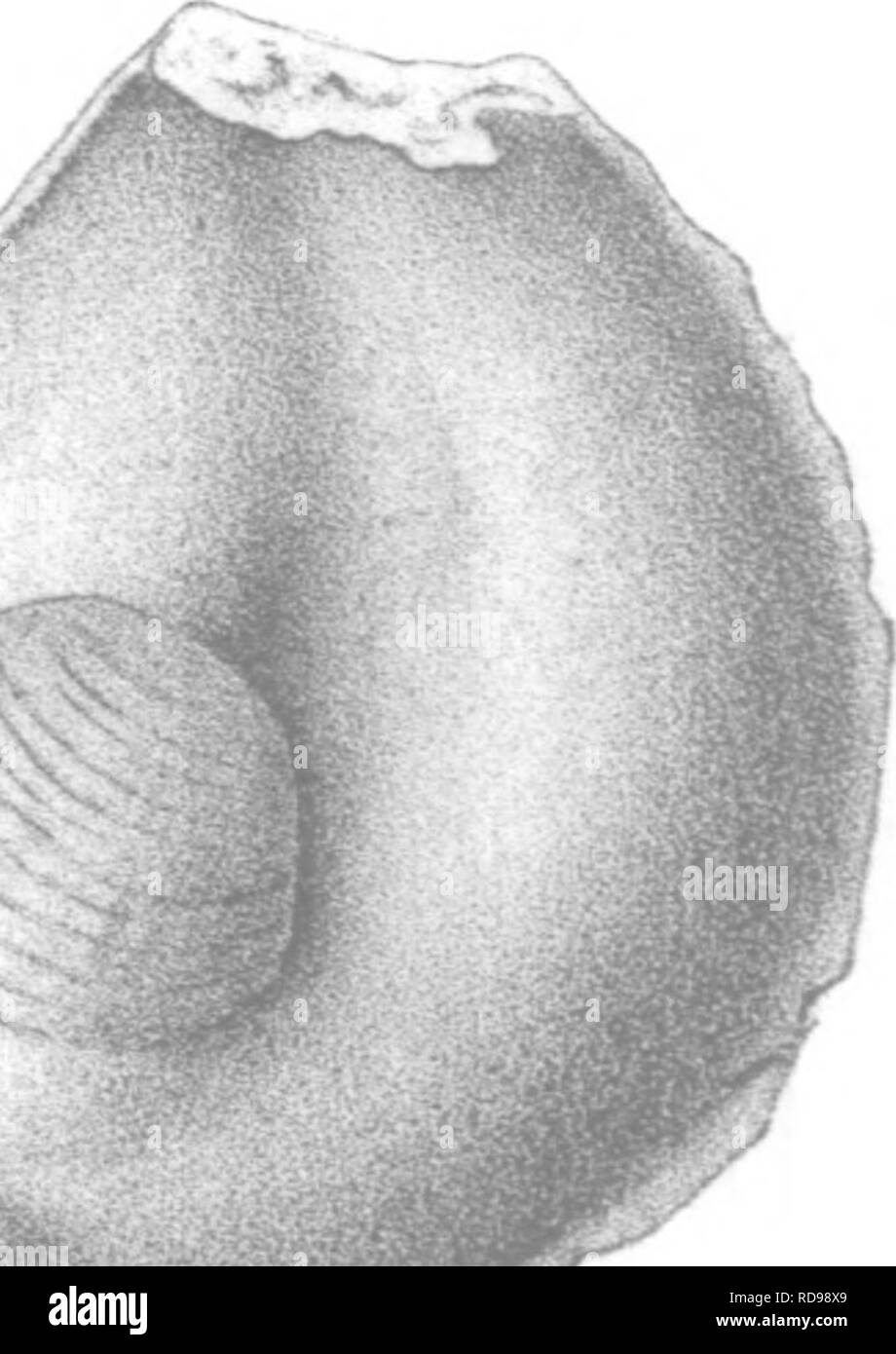 . Brachiopoda and Lamellibranchiata of the Raritan clays and greensand ...