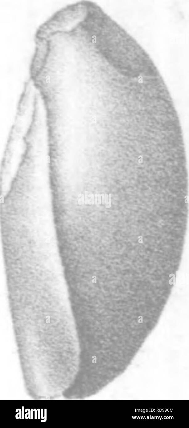 . Brachiopoda and Lamellibranchiata of the Raritan clays and greensand ...