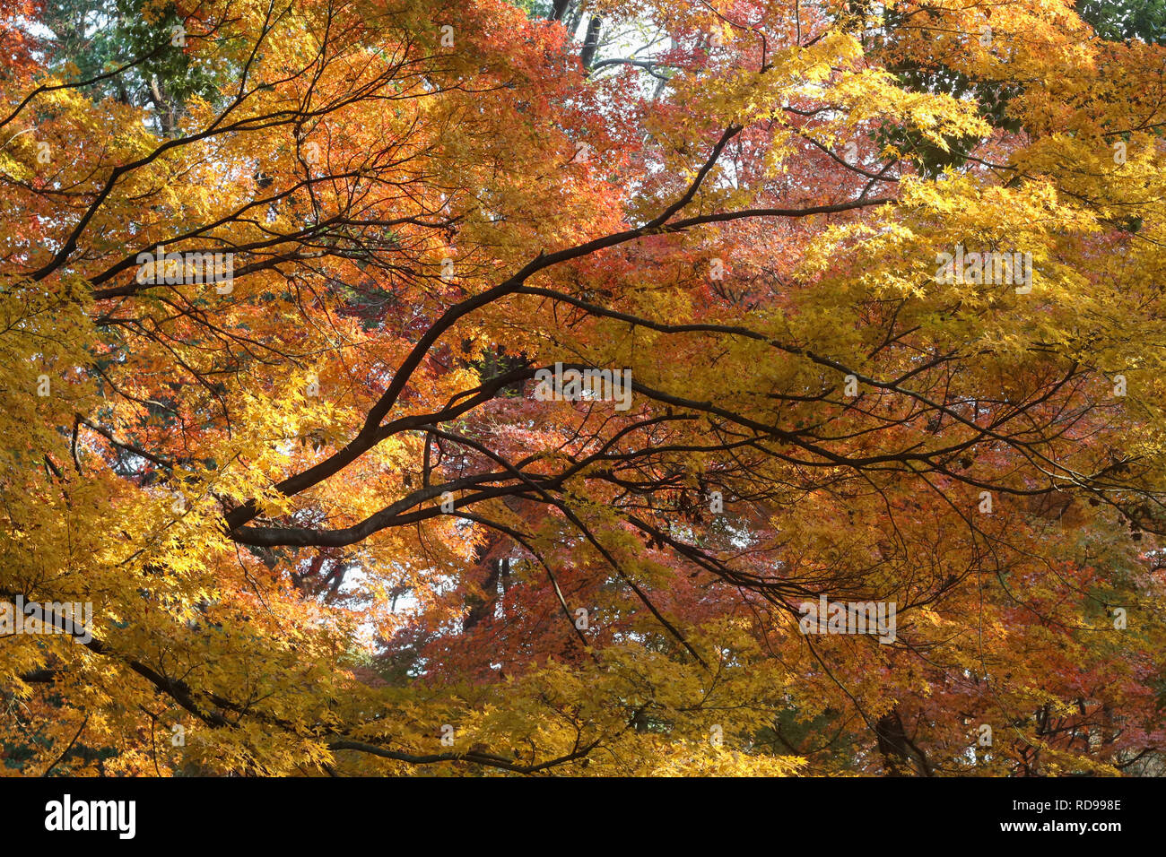 Canopy of bright yellow leaves hi-res stock photography and images - Alamy