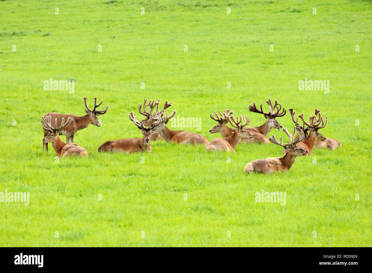 Deer farm new zealand hi-res stock photography and images - Alamy