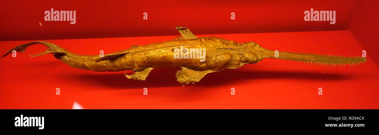 Anoxypristis cuspidata, Sammlung Schloss Bevern, 17th century ...